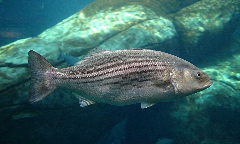 2.7 Surexploitation d’une espèce de poisson / surpêche – Organisme des ...